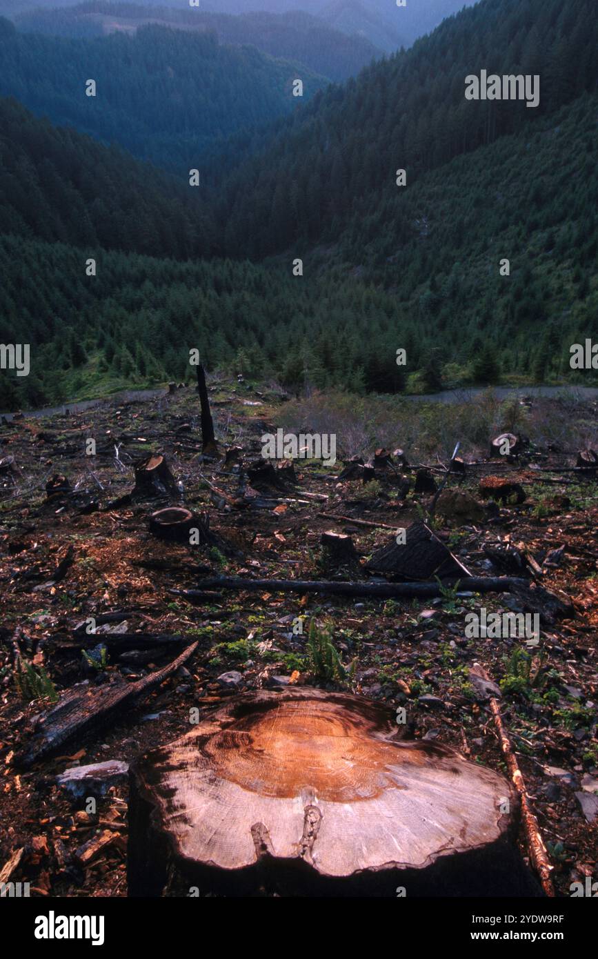 Patch of destroyed forest, Oregon, USA Stock Photo - Alamy