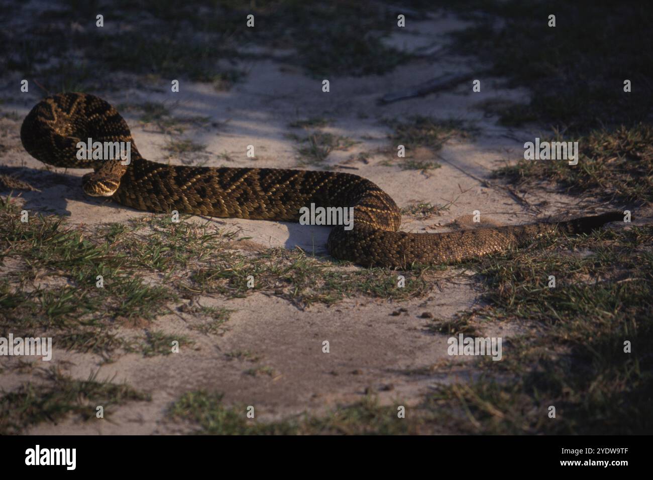 Eastern diamondback snake hi-res stock photography and images - Alamy