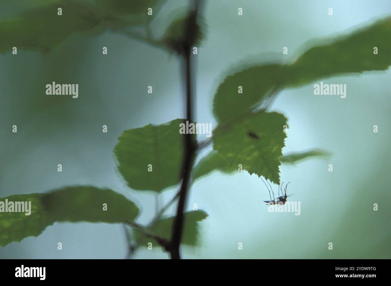 Insects of georgia hi-res stock photography and images - Alamy