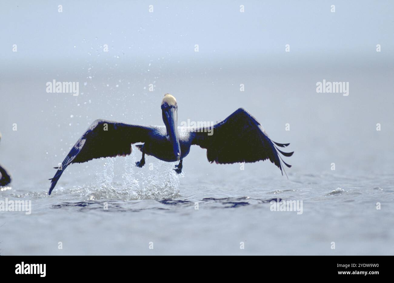Pelicans legs hi-res stock photography and images - Alamy