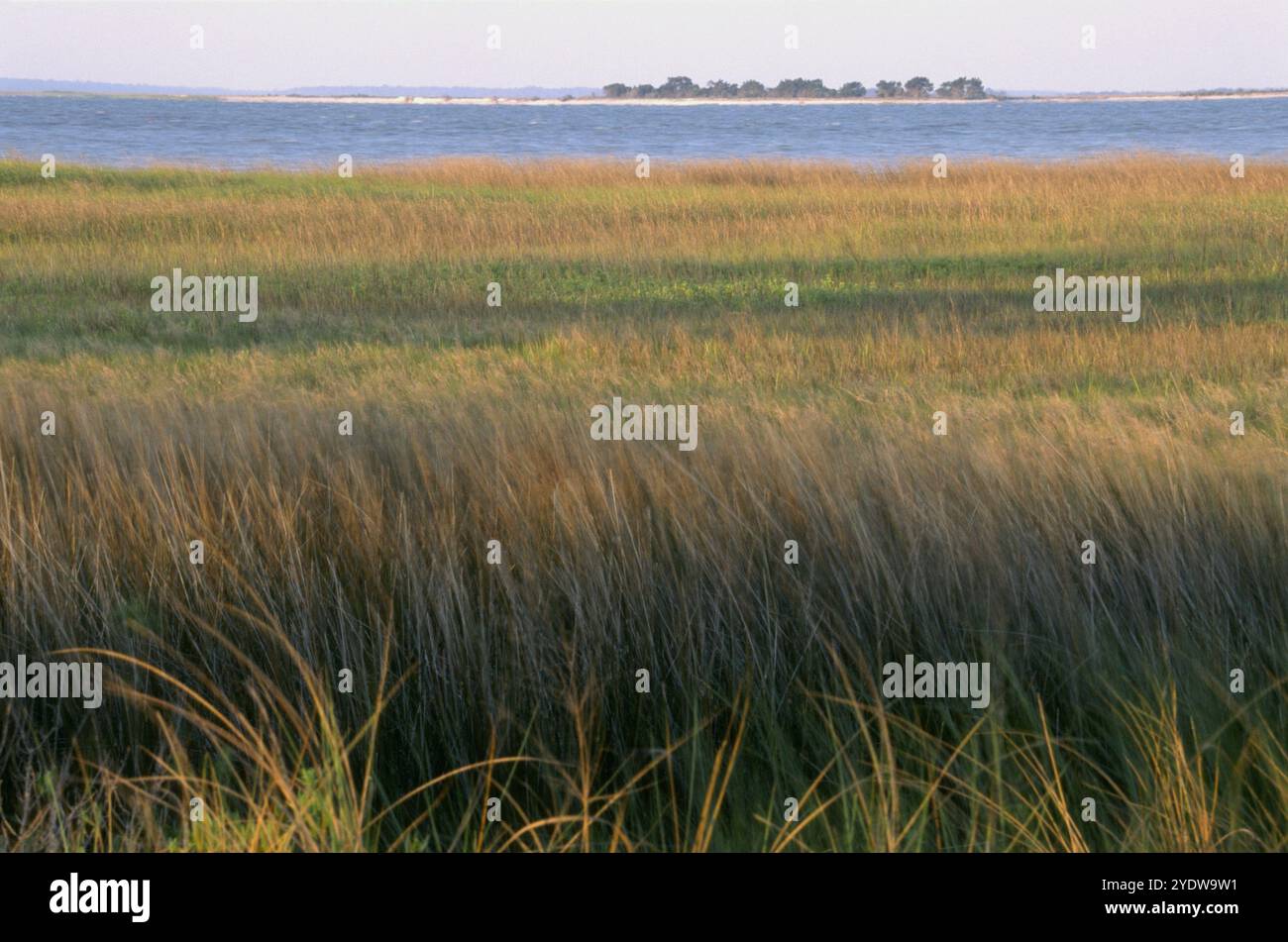 Salt marsh on Sapelo Island Stock Photo - Alamy