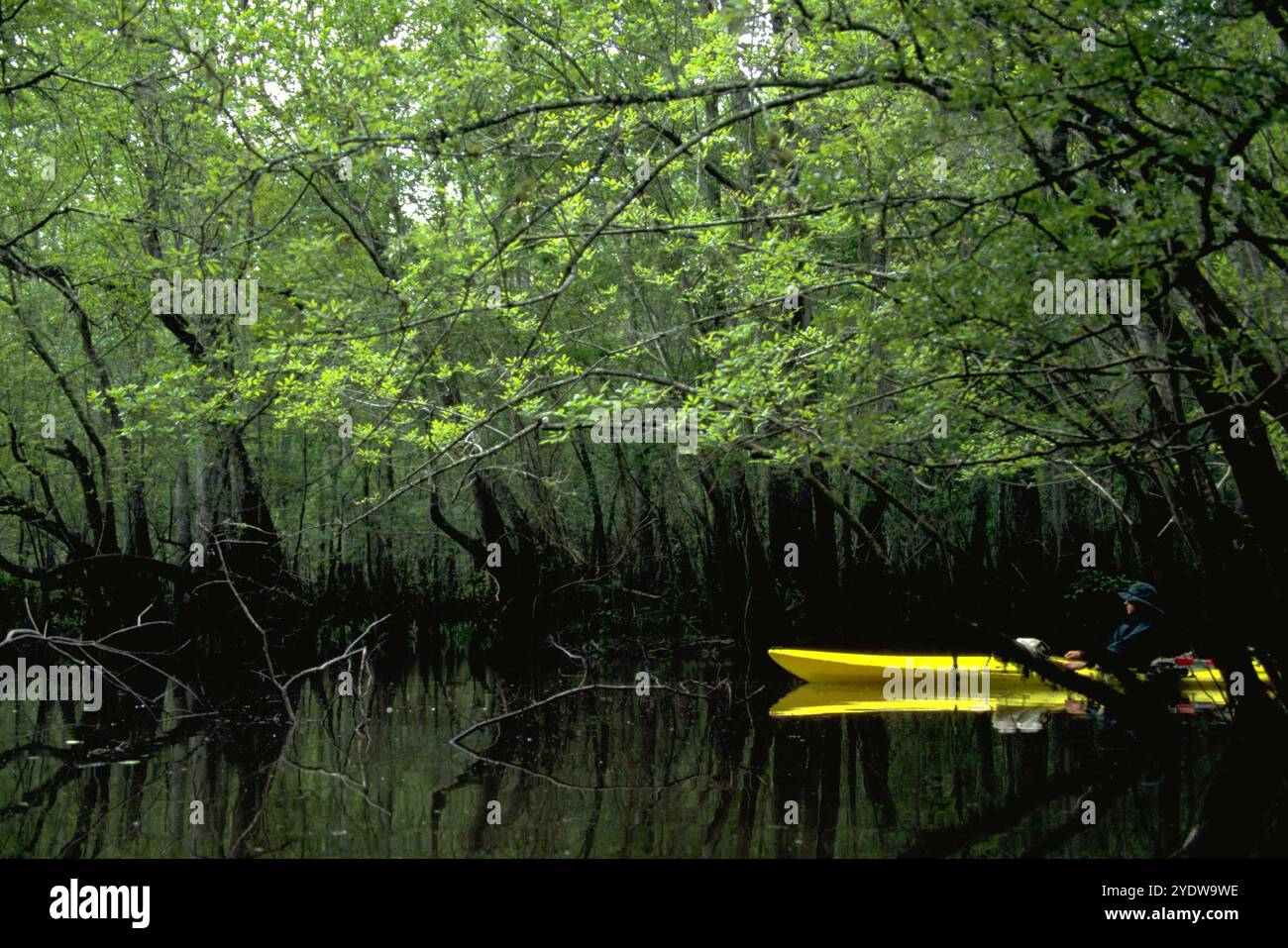 Kayaking through a swamp Stock Photo - Alamy