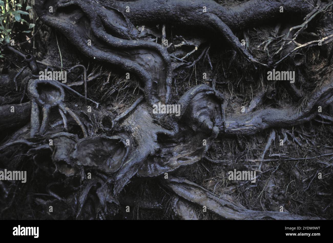 Sculptural tree roots hi-res stock photography and images - Alamy