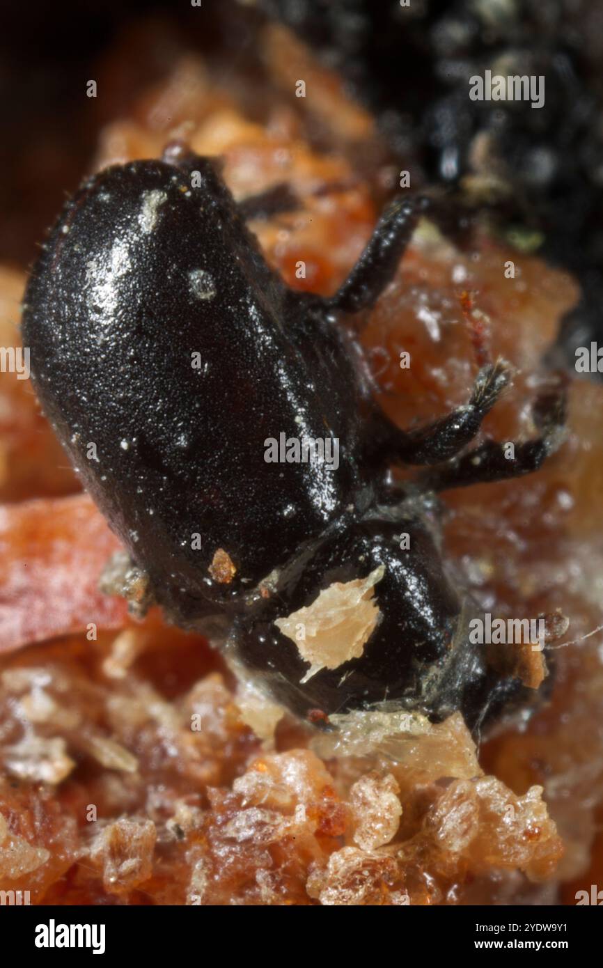 Pine Beetle in Gallery Tunnels, Grande Prairie, Alberta, Canada Stock ...