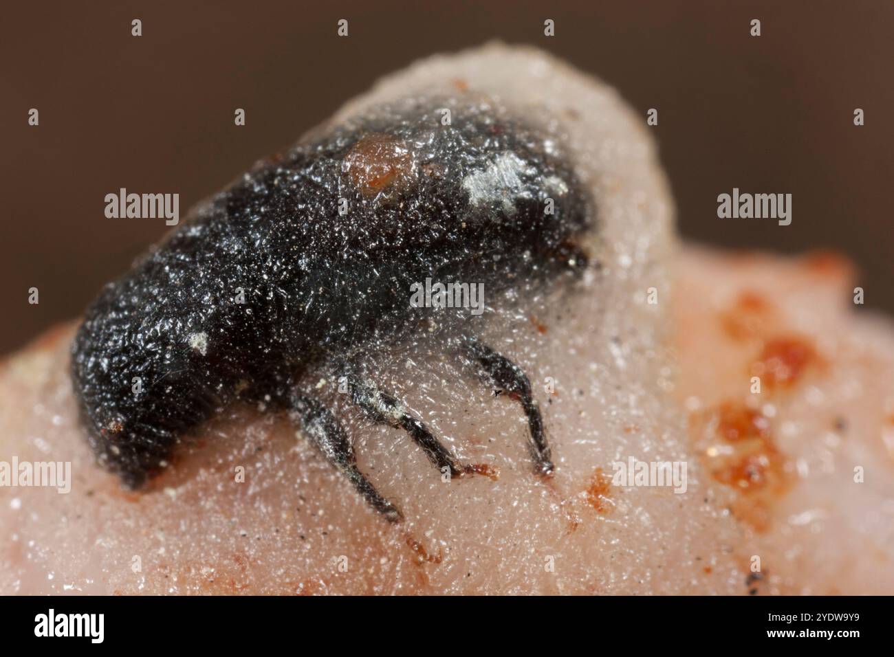 Beetle killed by the pitch of a lodgepole tree as it tried to attack ...