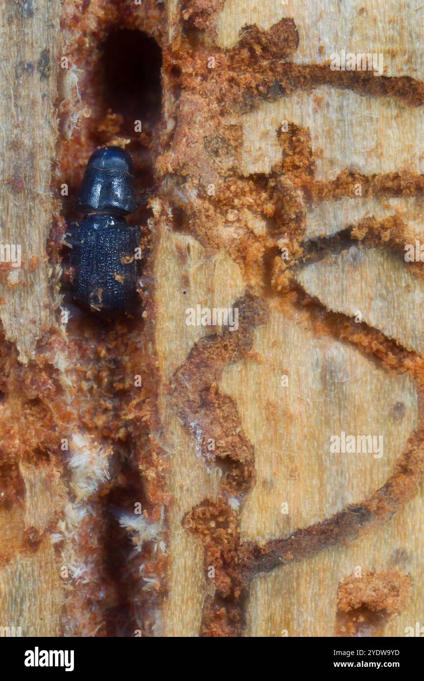 Pine Beetle in Gallery Tunnels, Grande Prairie, Alberta, Canada Stock ...