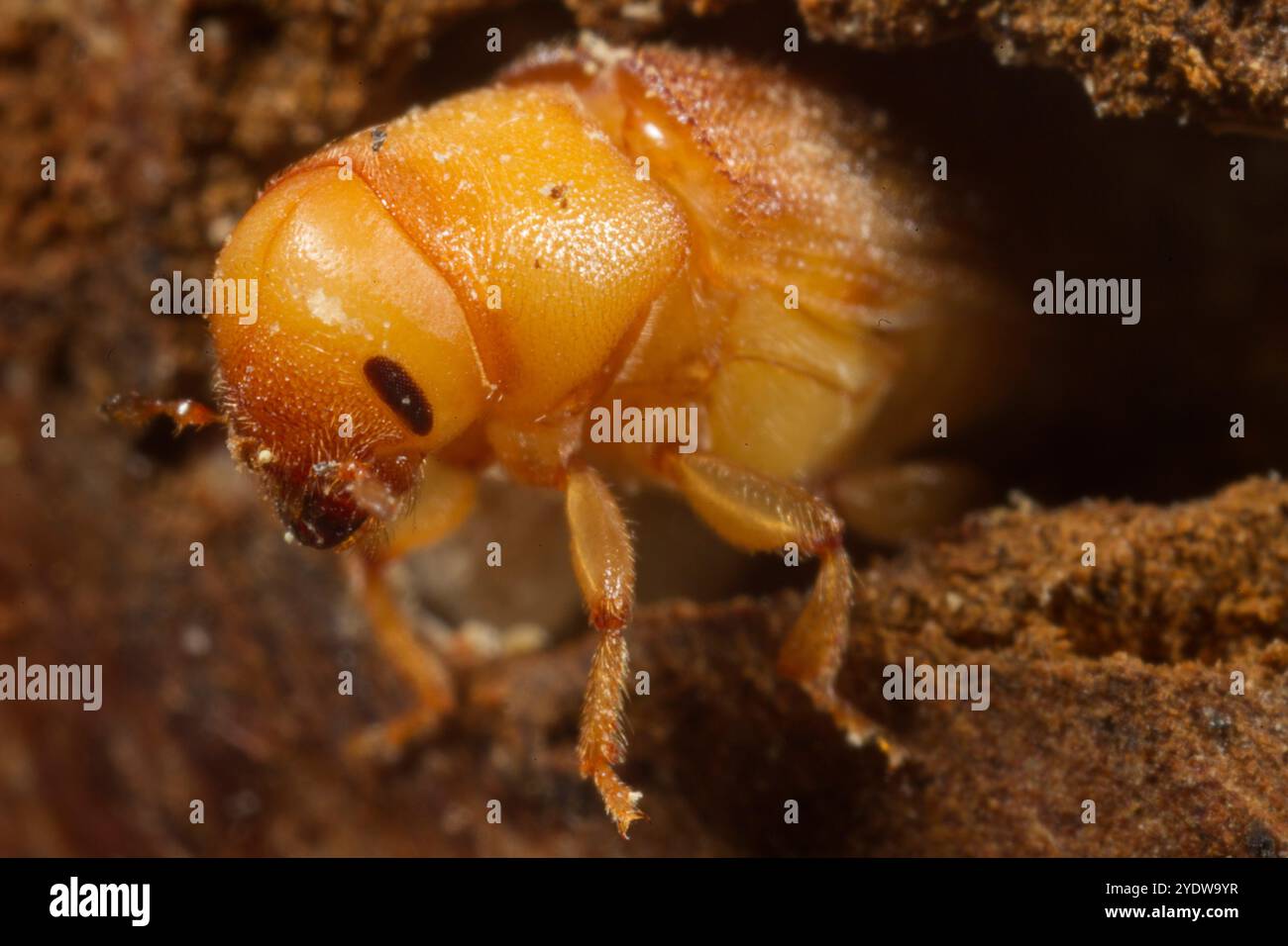 Mountain Pine Beetle in the Brown stage wen they are fully formed and will turn to black in ...