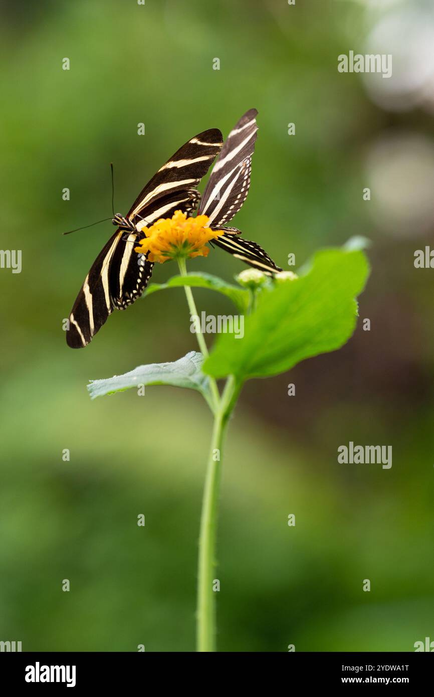 Two distinct insects hi-res stock photography and images - Alamy