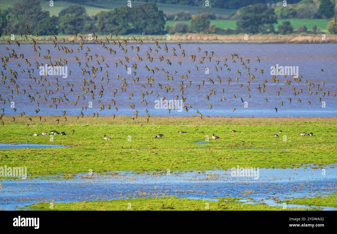 European Golden Plover, Pluvialis apricaria, flock of birds in flight ...