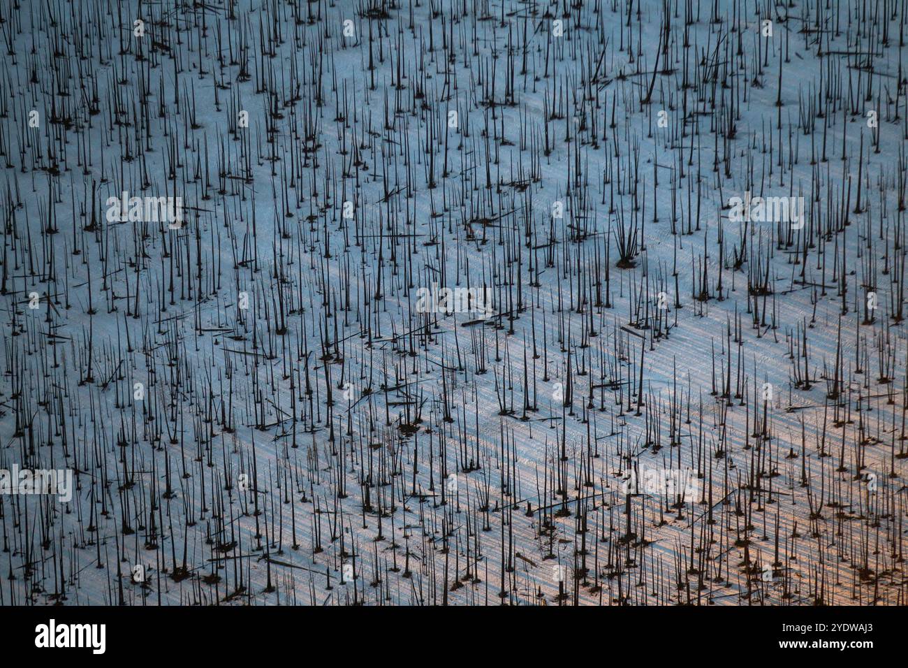 Fire and Beetlekill Englemann Spruce Forest, Near Wolf Creek Pass ...