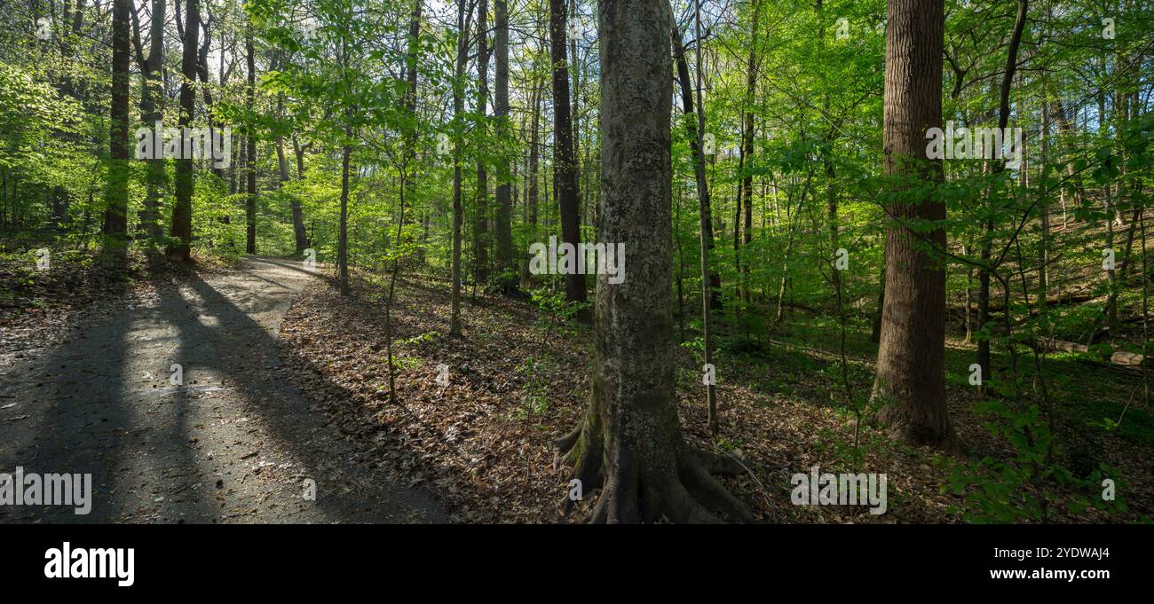 Landscape shot lush forest hi-res stock photography and images - Alamy