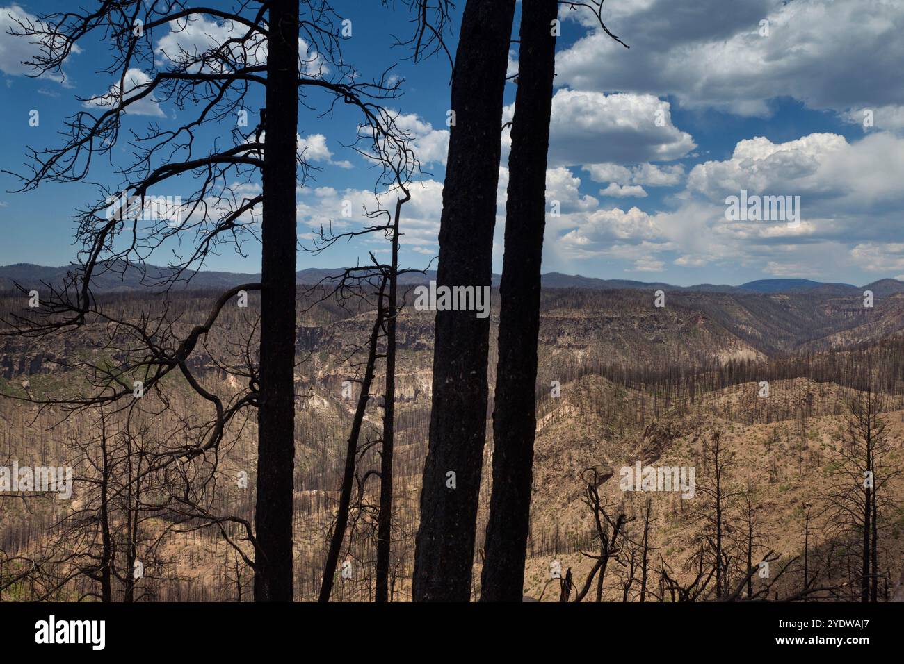 Scenery with Las Conchas Canyon and Santa Fe National Forest Stock ...