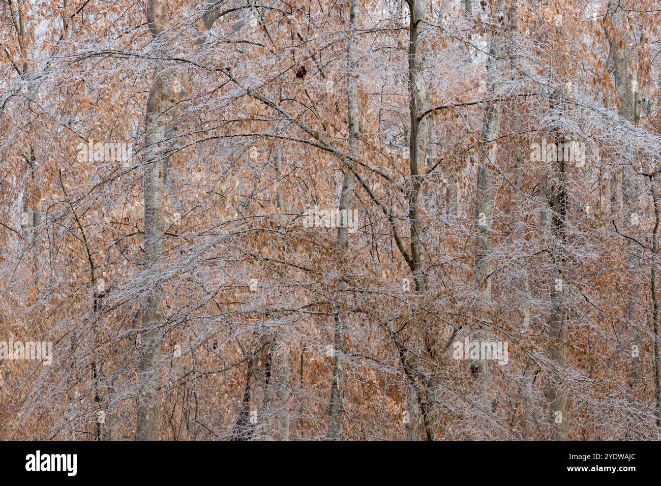 Frost on branches of tree Stock Photo - Alamy