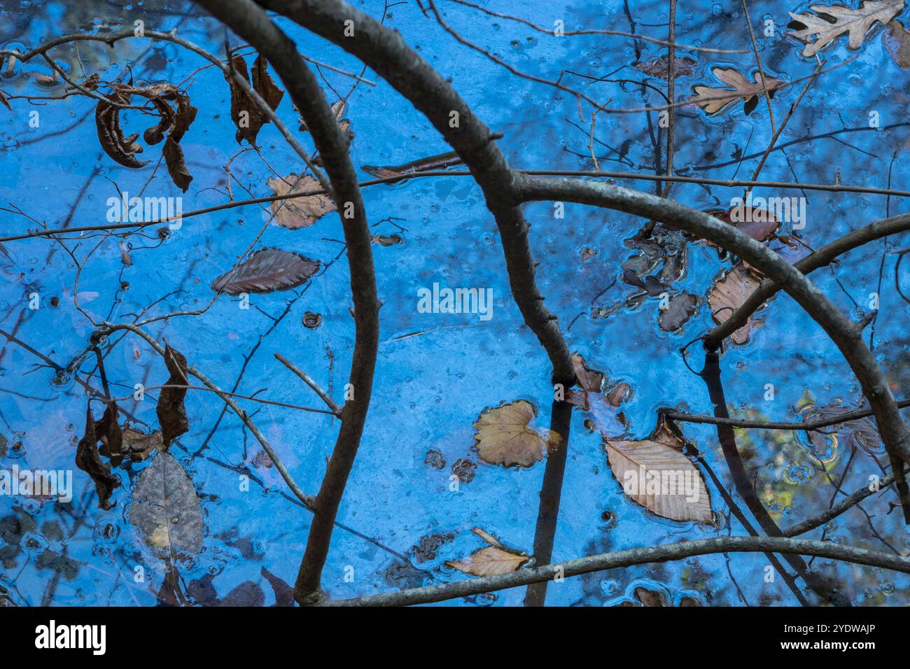 Tree leaves floating on hi-res stock photography and images - Alamy