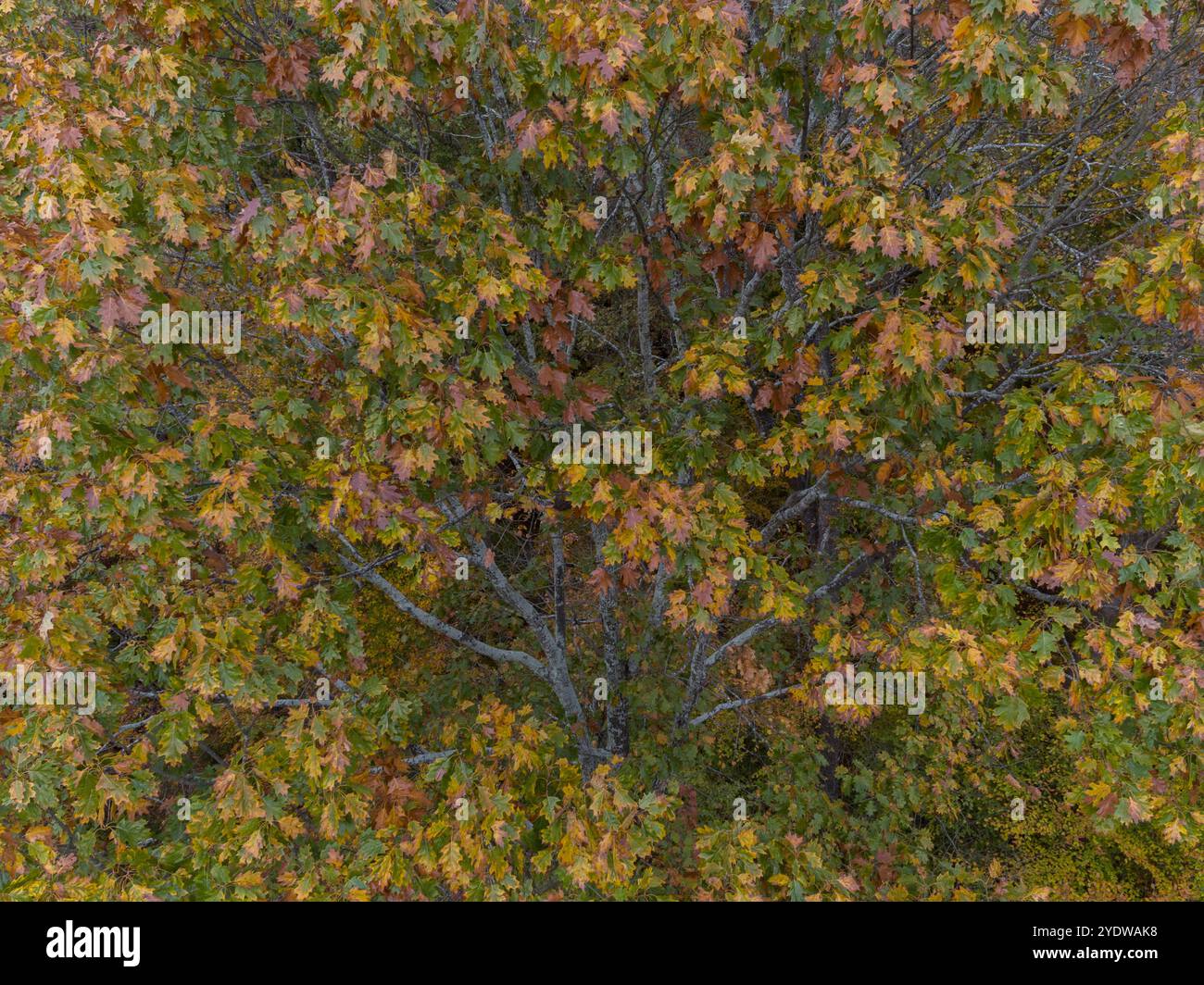 View of oak tree from above Stock Photo - Alamy