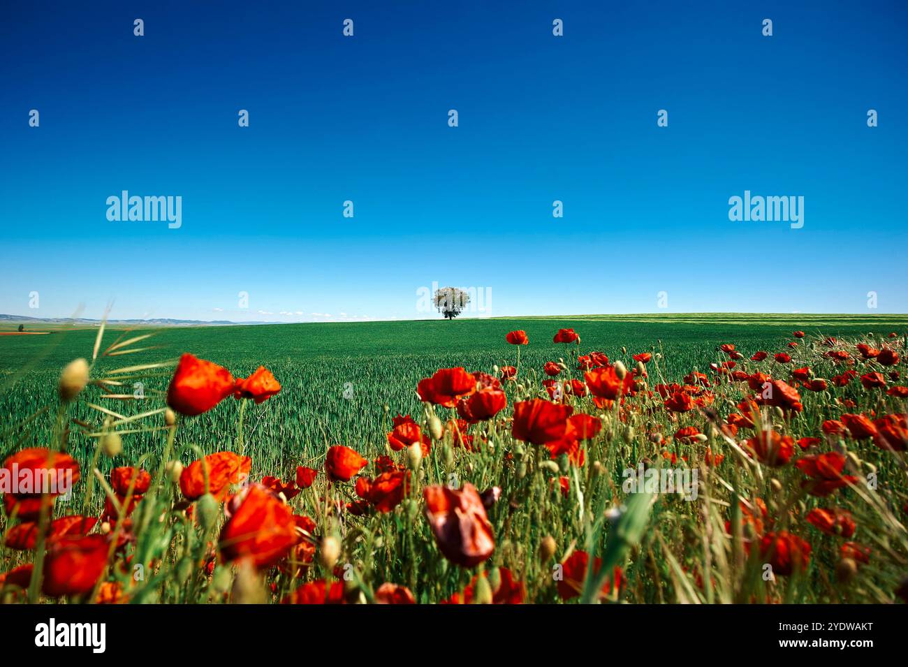 Old tree inside a field of durum wheat Stock Photo - Alamy