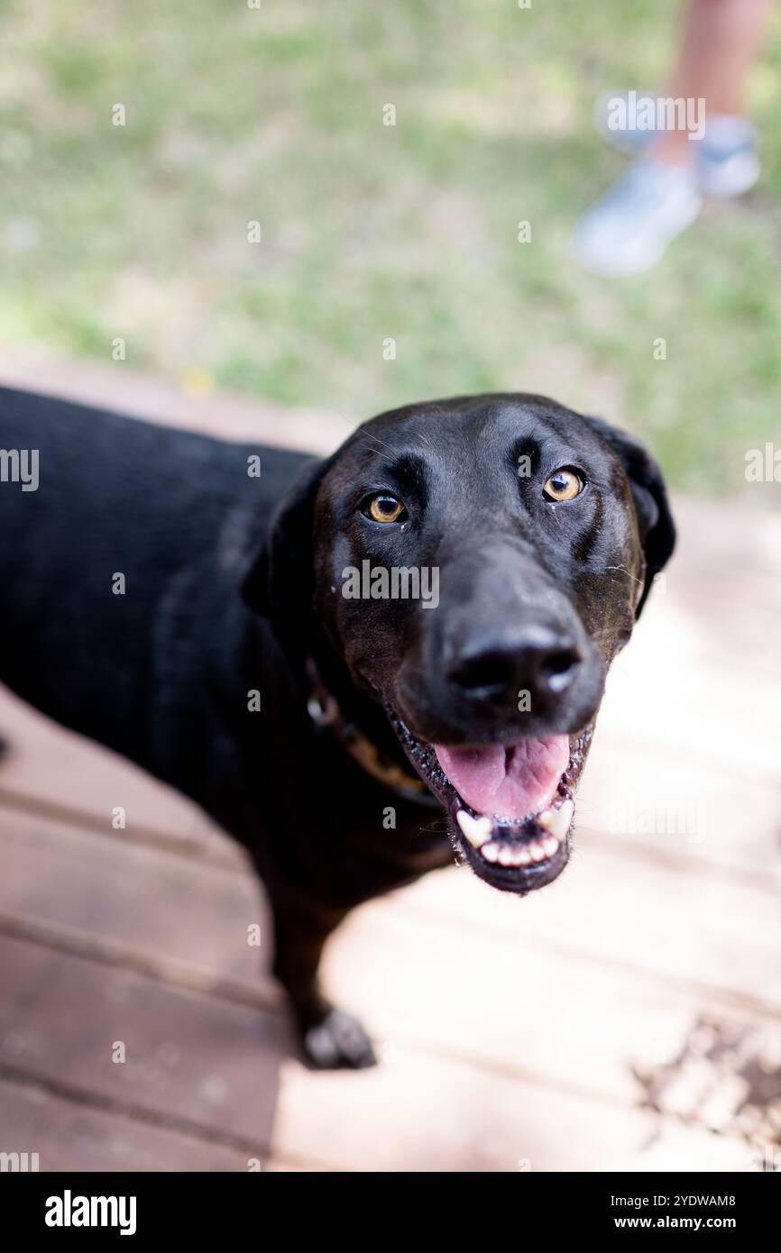 Happy black lab hi-res stock photography and images - Alamy