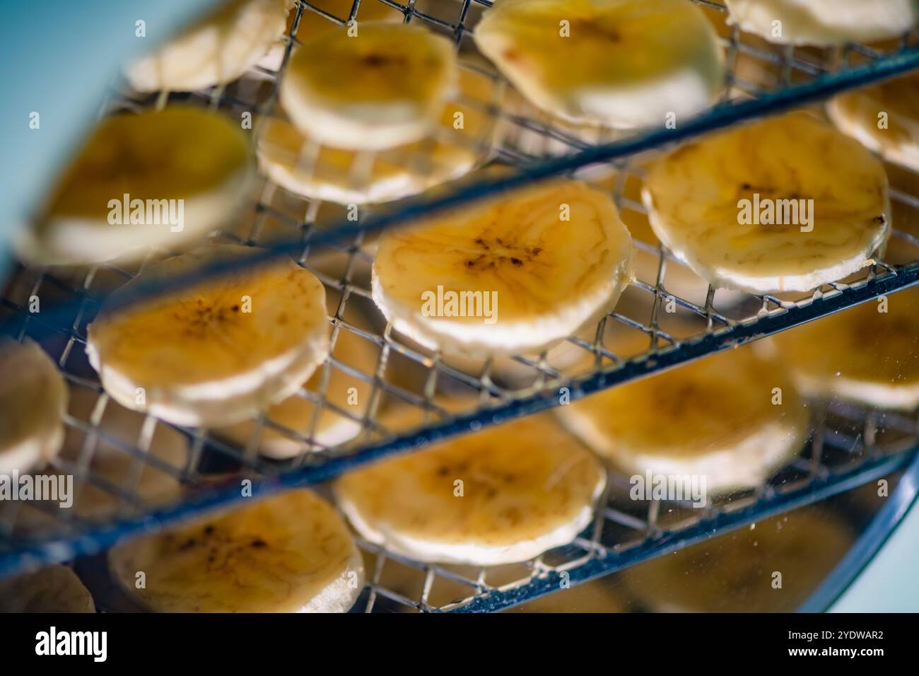 Sliced bananas are drying on metal trays inside a food dehydrator ...