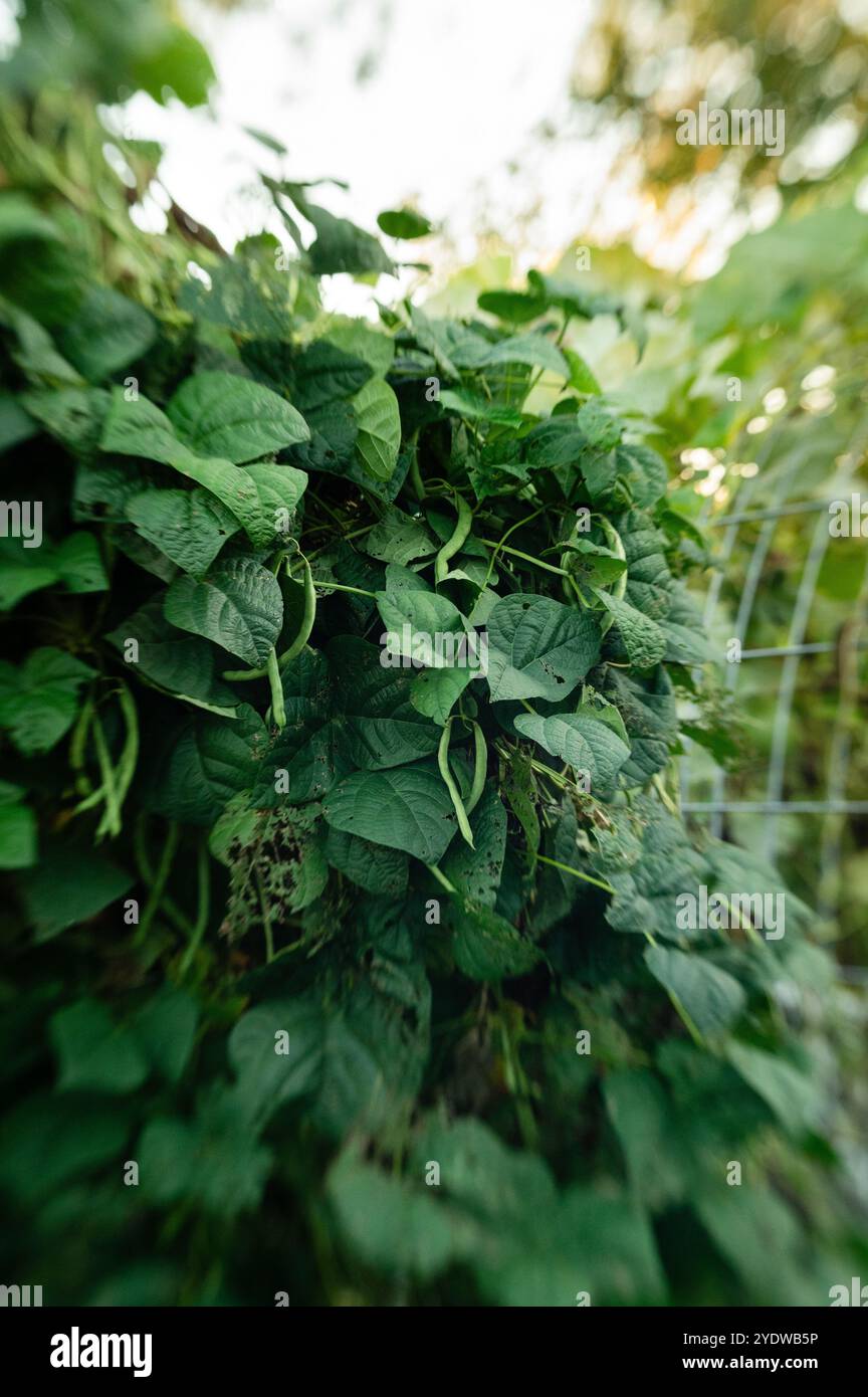 Tall veggies hi-res stock photography and images - Alamy