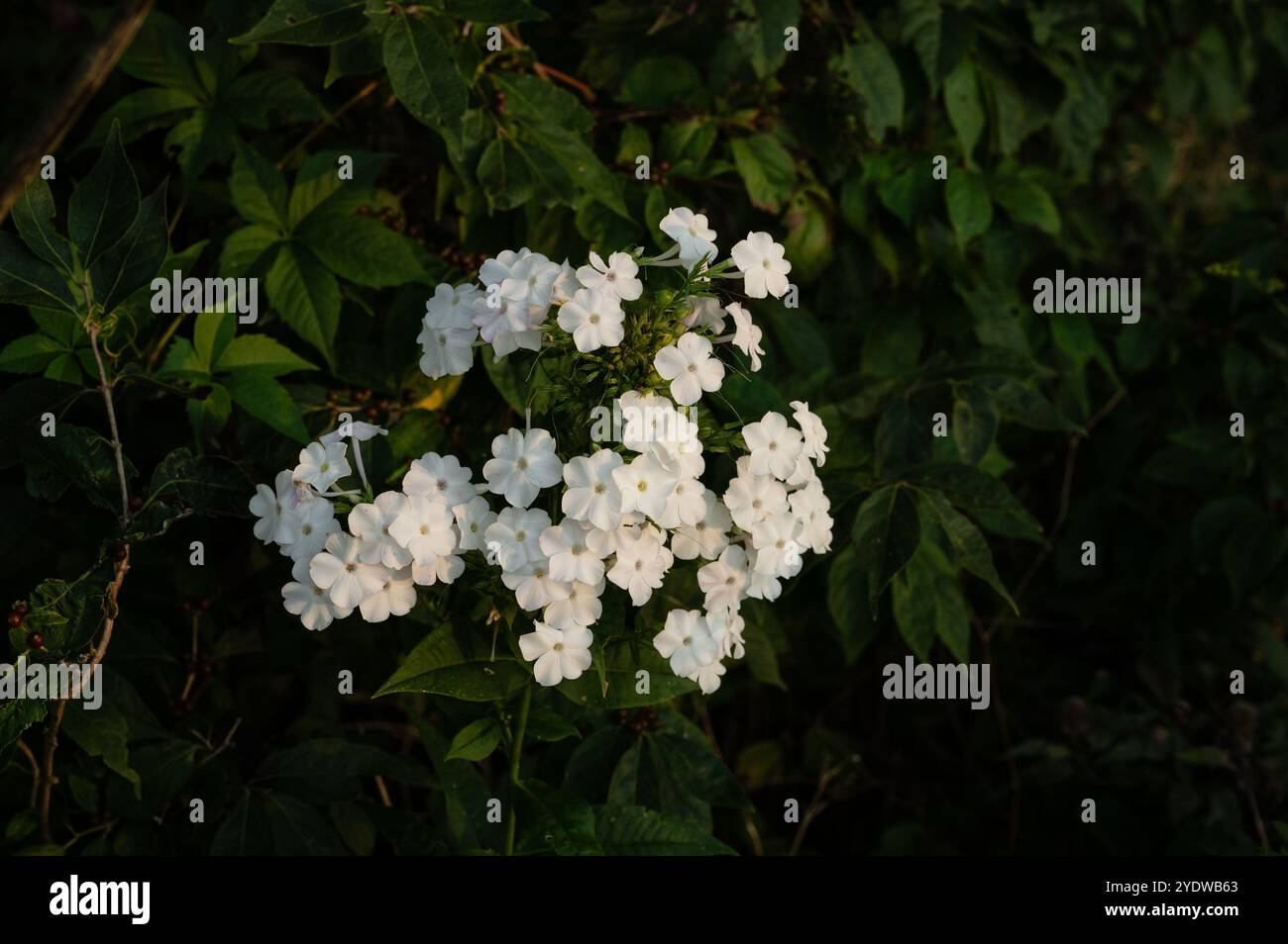 Illinois prairie wildflowers hi-res stock photography and images - Alamy