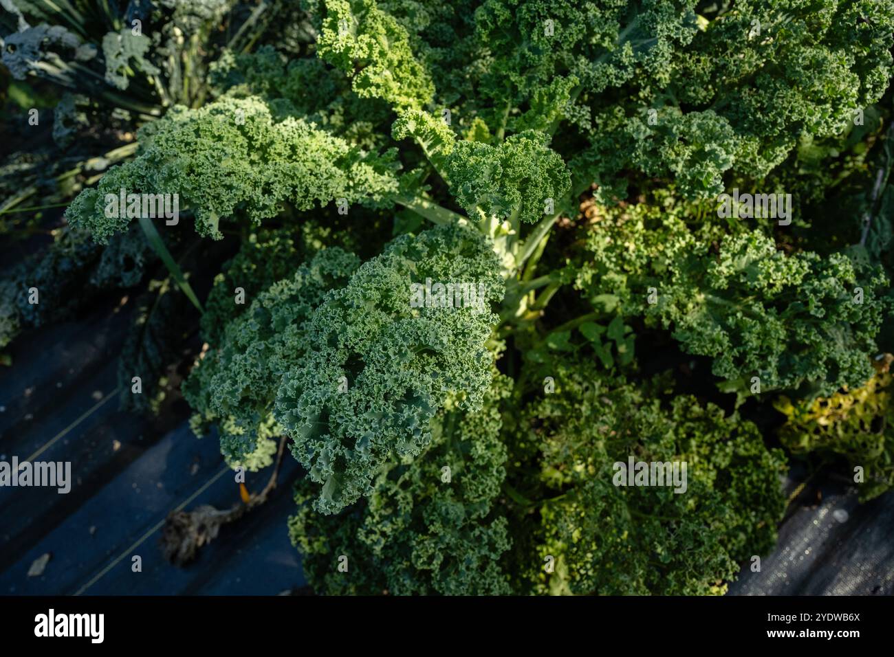 Green summer kale growing through black landscape weed fabric Stock ...