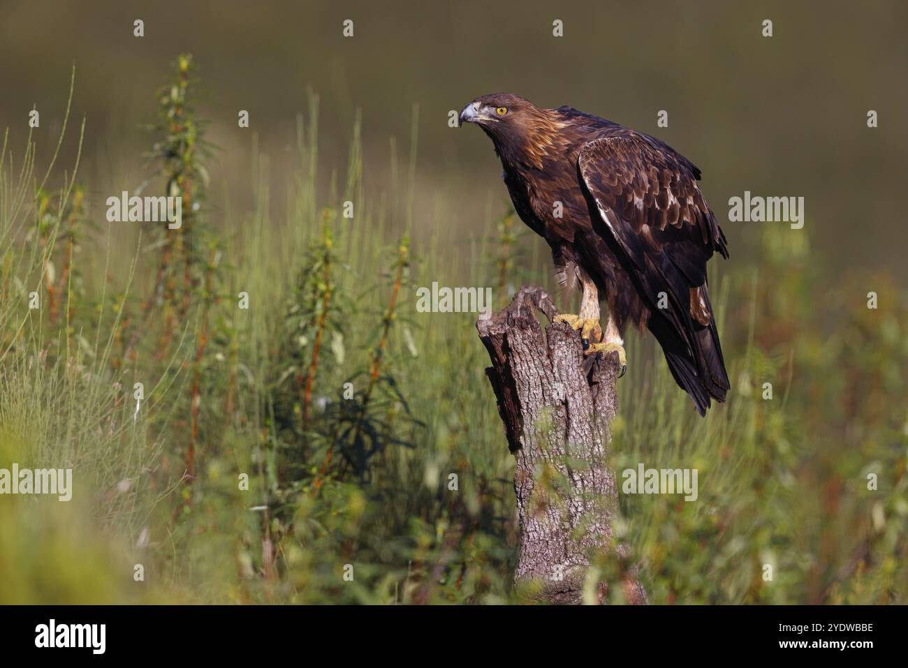 Golden Eagle, (Aquila chrysaetos), bird of prey, hawk family, perch ...