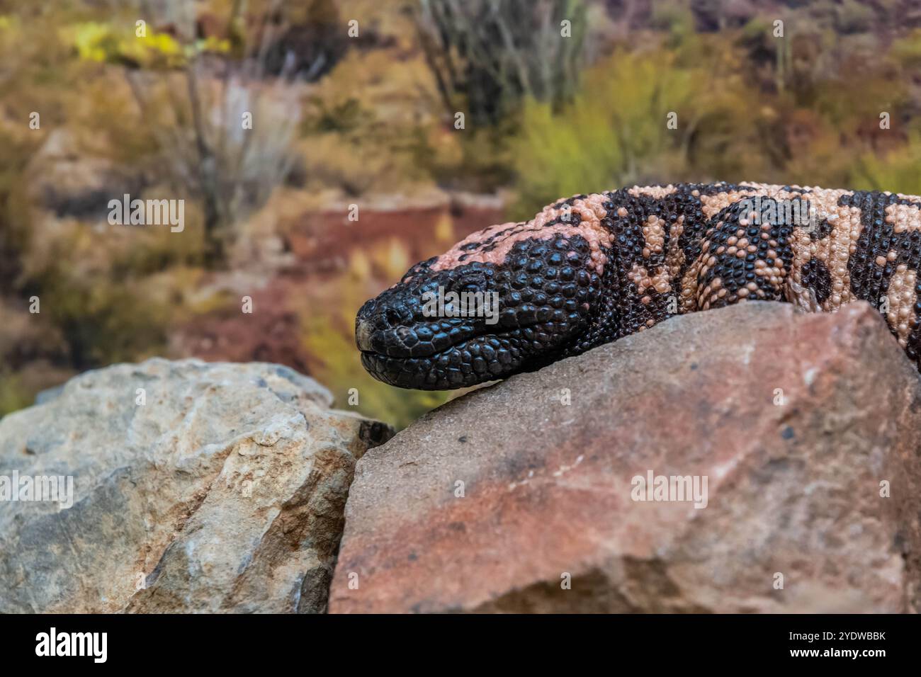 A Gila Monster in Tucson, Arizona Stock Photo - Alamy