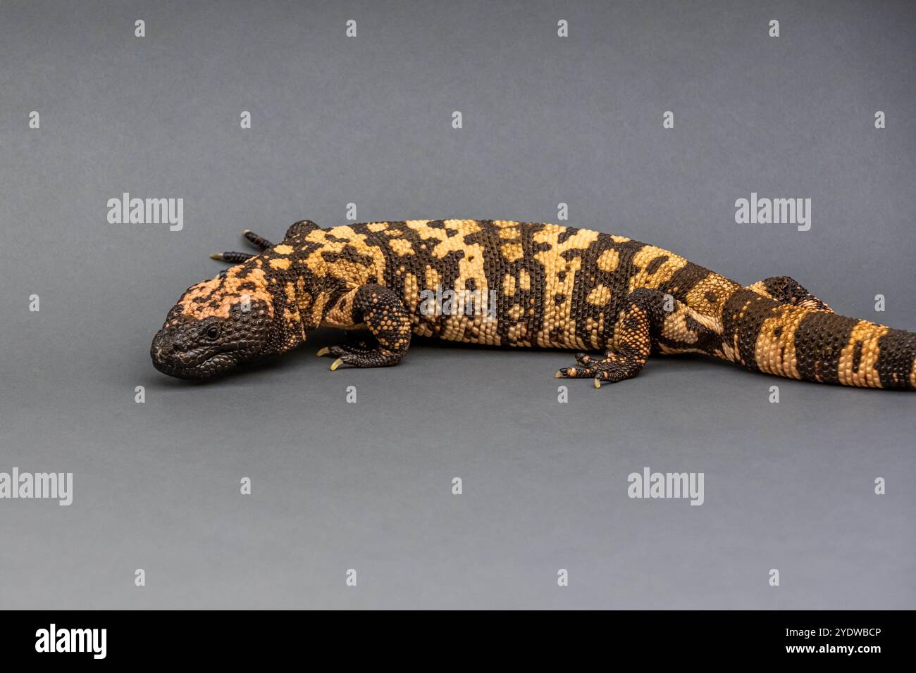 A Gila Monster in Tucson, Arizona Stock Photo - Alamy