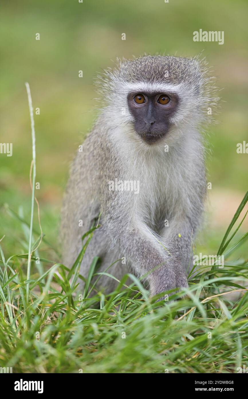 Vervet Monkey, (Chloroebus pygerythrus), vervet monkey, monkey, monkeys ...