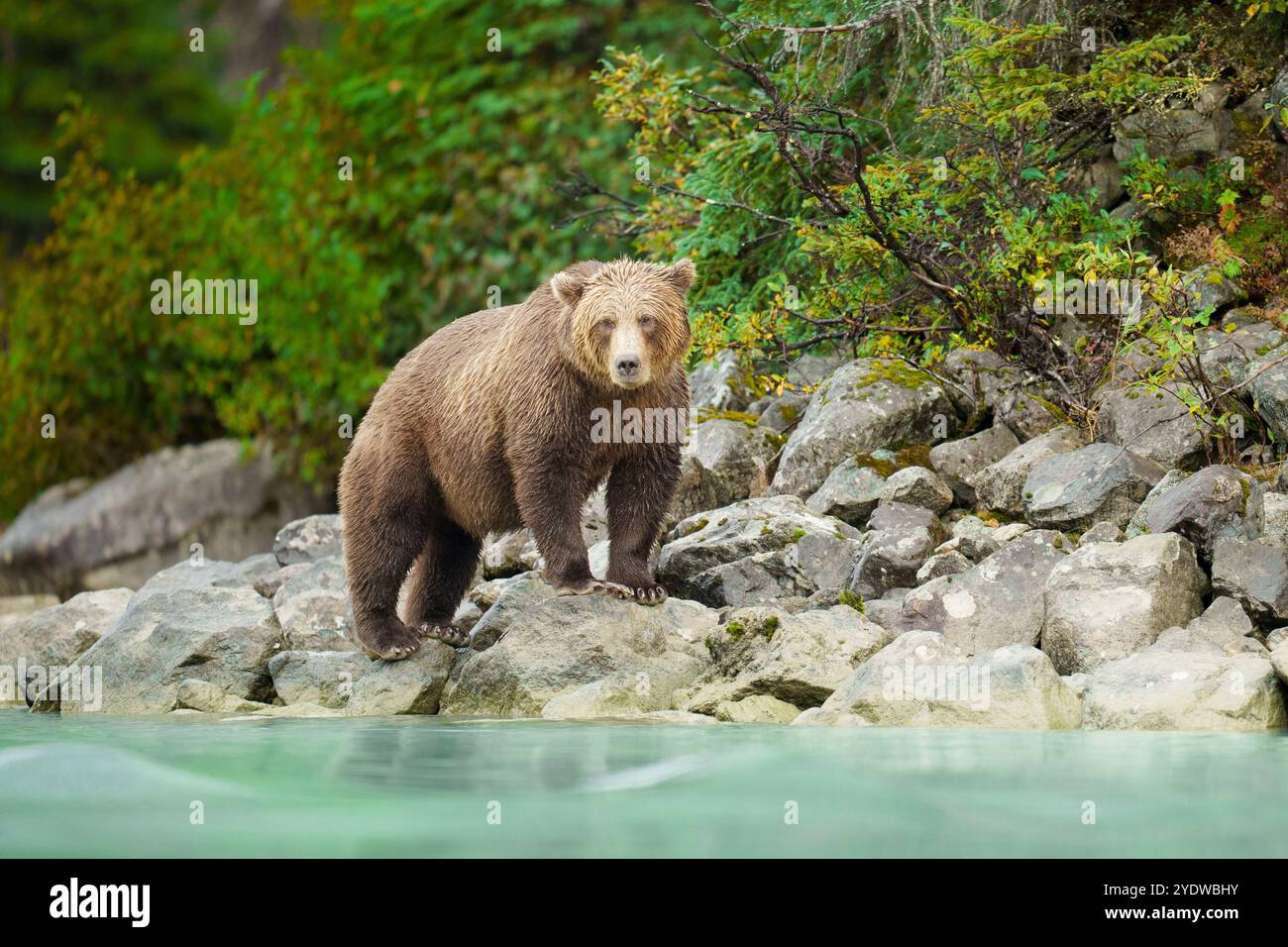 Grizzly bears in lake clark alaska hi-res stock photography and images ...