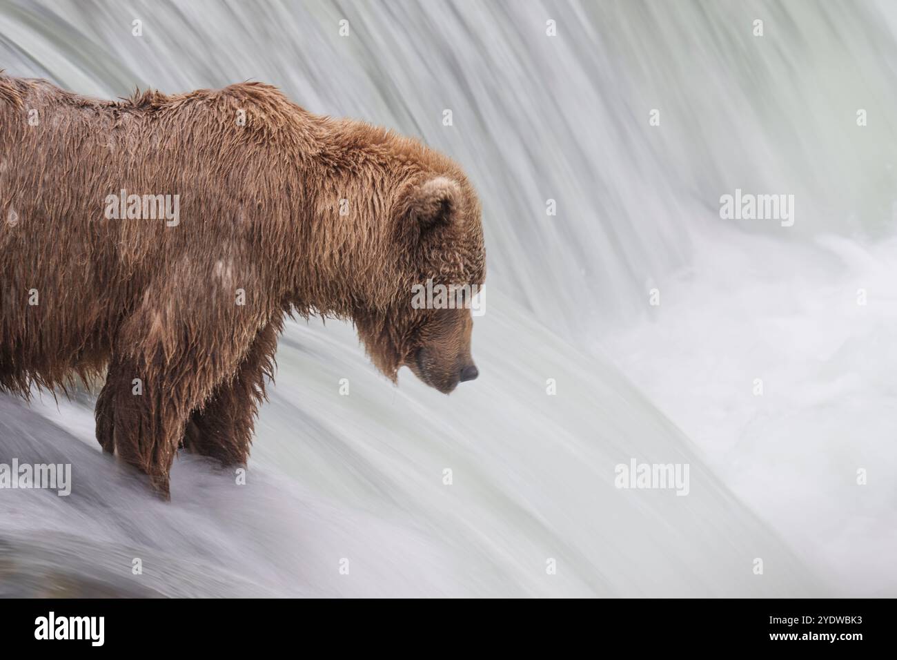 Strong bear powerful grizzly hi-res stock photography and images - Alamy