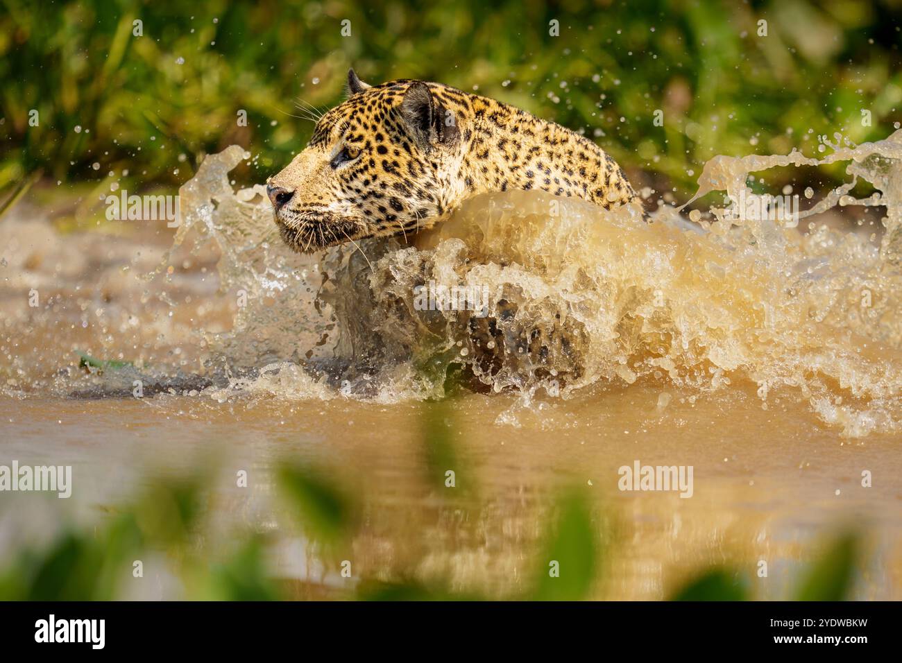 Hunting Jaguar in the Pantanal of Brazil Stock Photo - Alamy