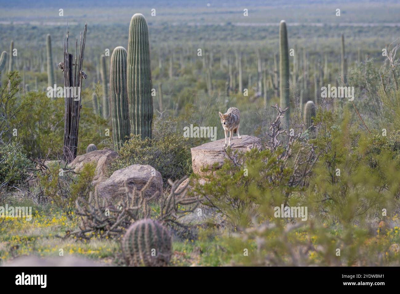A Mexican Gray Wolf in Tucson, Arizona Stock Photo - Alamy