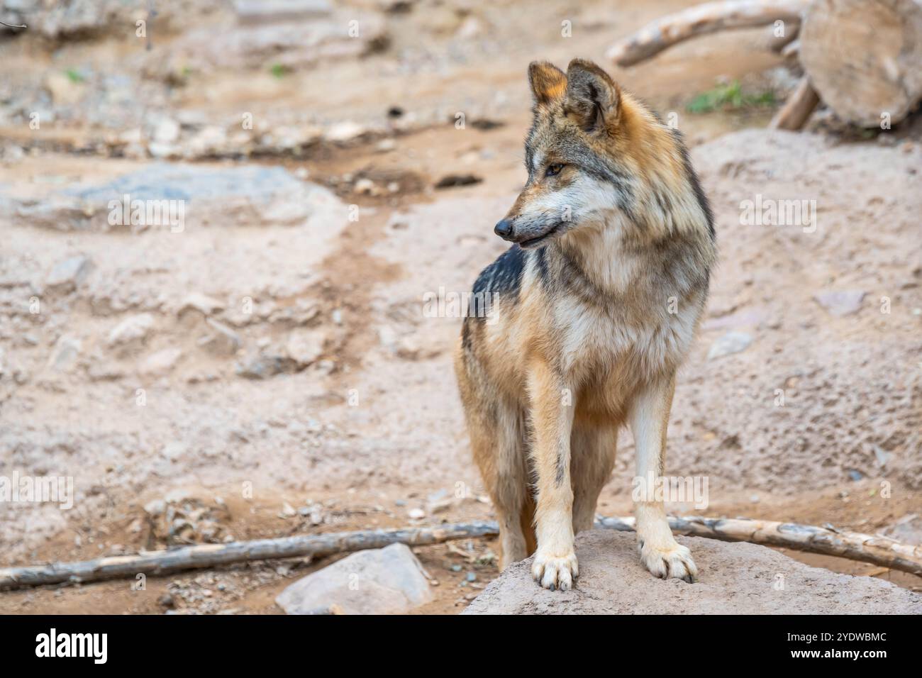 A Mexican Gray Wolf in Tucson, Arizona Stock Photo - Alamy