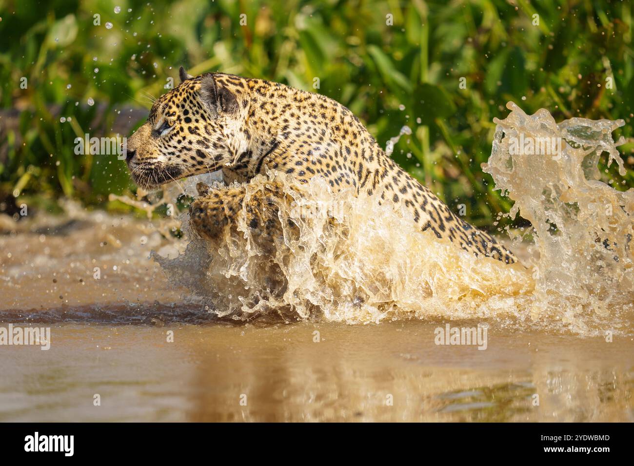 Jaguar cat leaping hi-res stock photography and images - Alamy