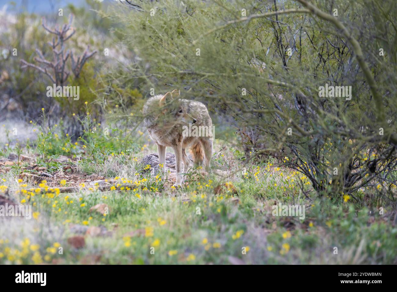 A Mexican Gray Wolf in Tucson, Arizona Stock Photo - Alamy