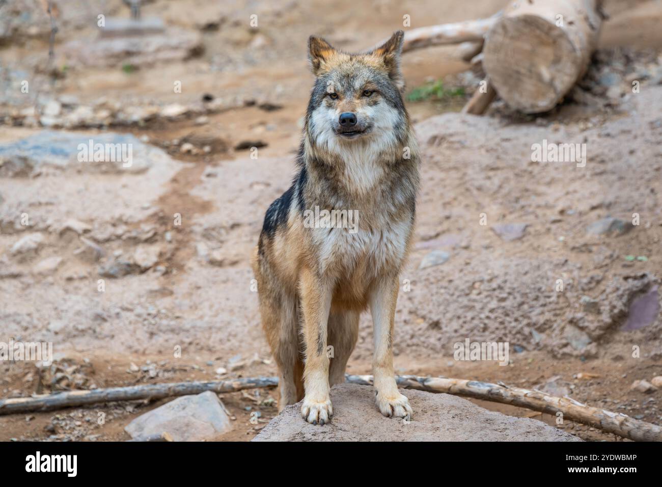 A Mexican Gray Wolf in Tucson, Arizona Stock Photo - Alamy