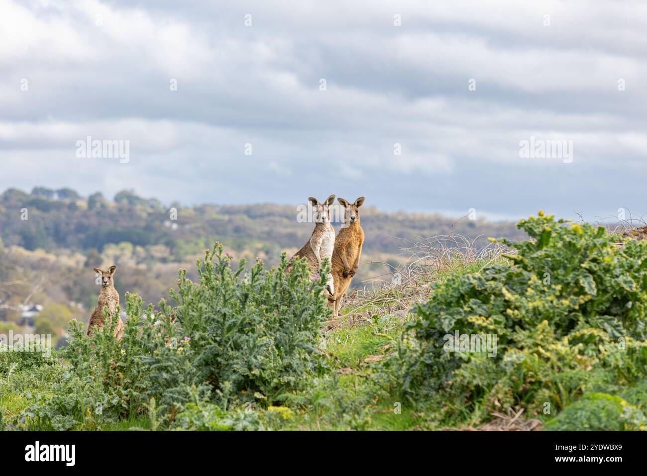Three eastern grey kangaroos stand in bushes in a hilly landscape Stock ...