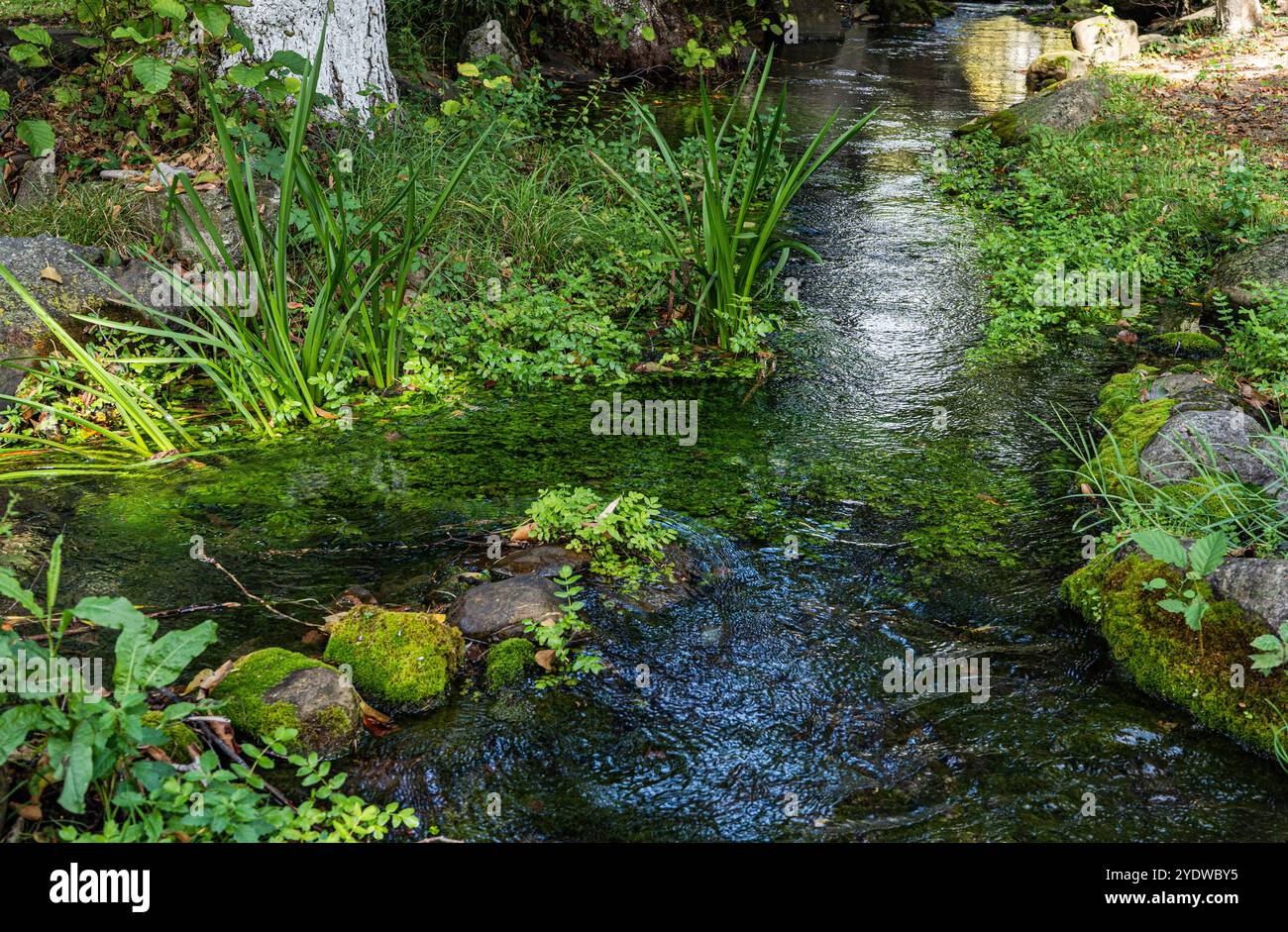 Green rivulet in forest hi-res stock photography and images - Alamy