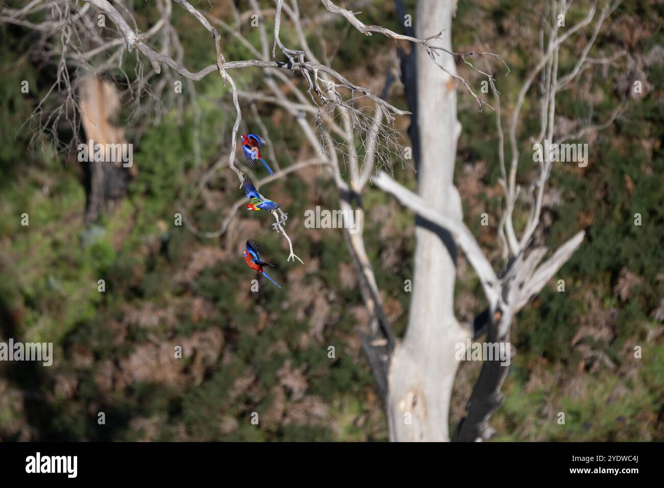 Native australian birds hi-res stock photography and images - Alamy