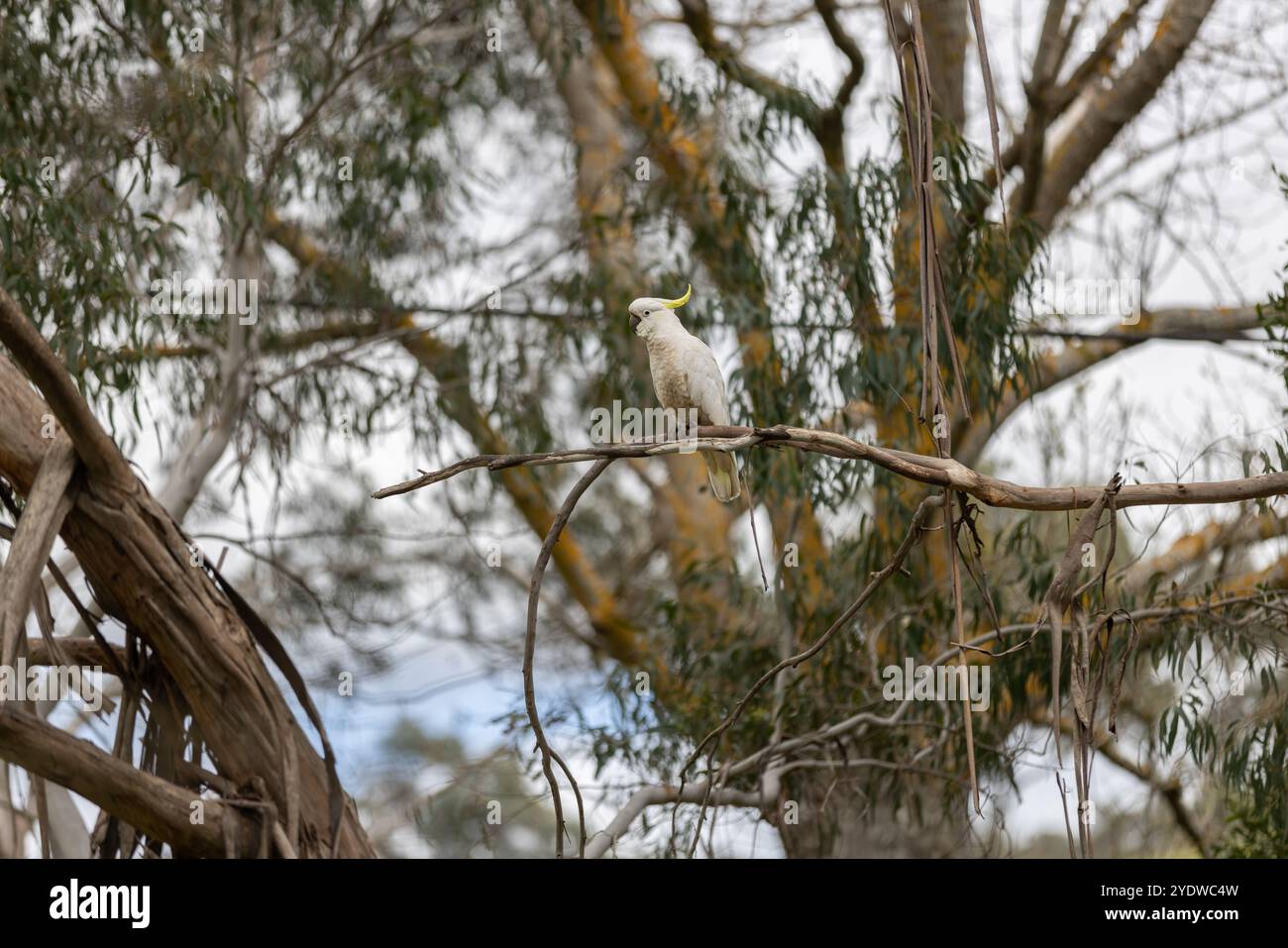 A sulphur-crested cockatoo perched on a eucalyptus tree branch Stock ...