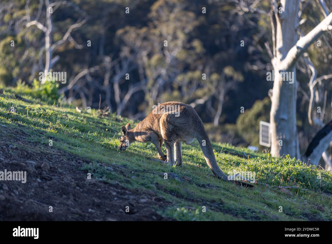 Male Australian Eastern Grey kangaroo grazing on a grassy hillside ...