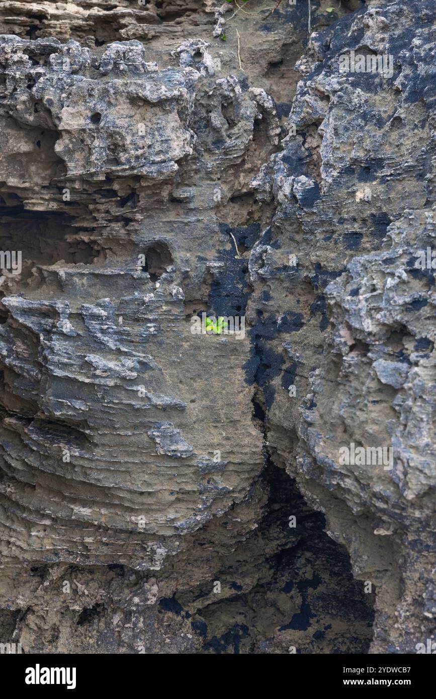 Small green plant emerging hi-res stock photography and images - Alamy