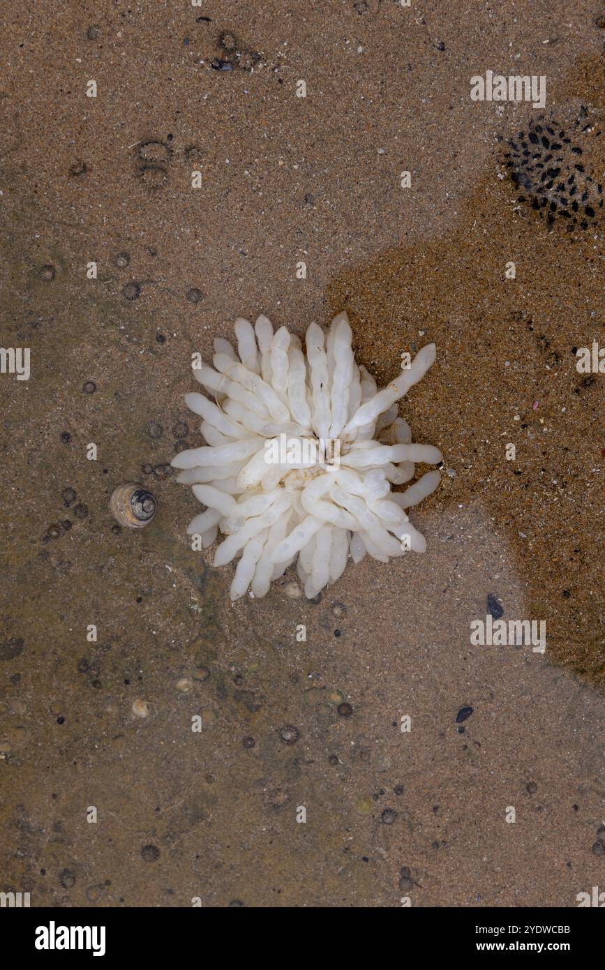 White sea creature remains on sandy beach with shells Stock Photo - Alamy
