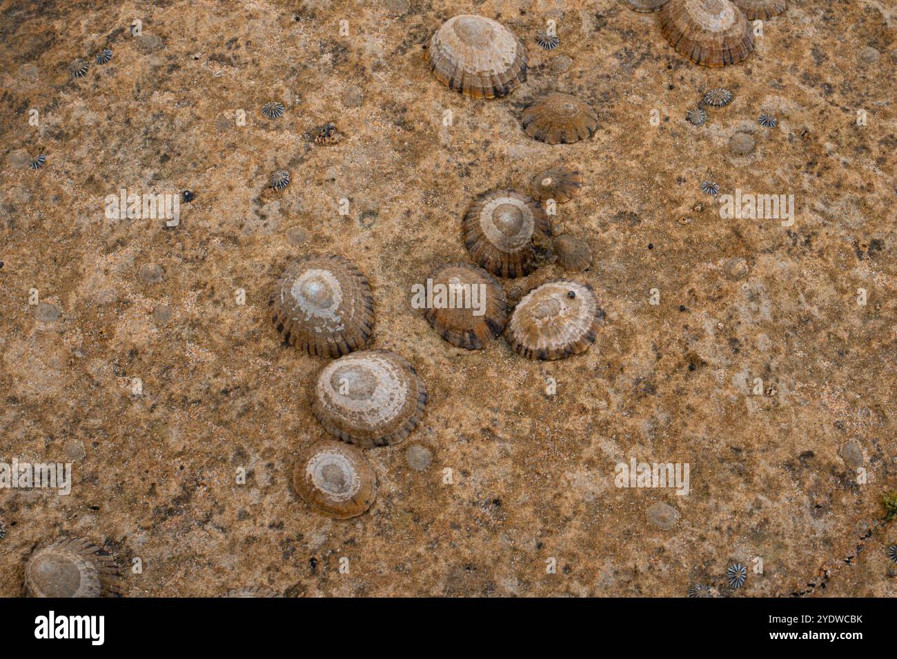 Barnacles barnacles shells hi-res stock photography and images - Alamy