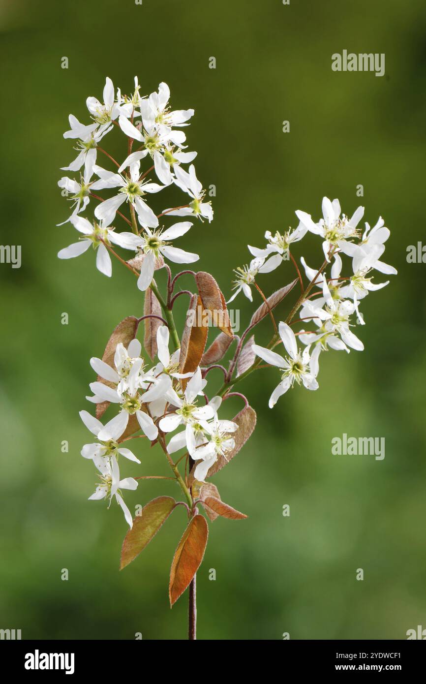 Amelanchier lamarckii blossoms and red-brown leaves of a copper rock ...