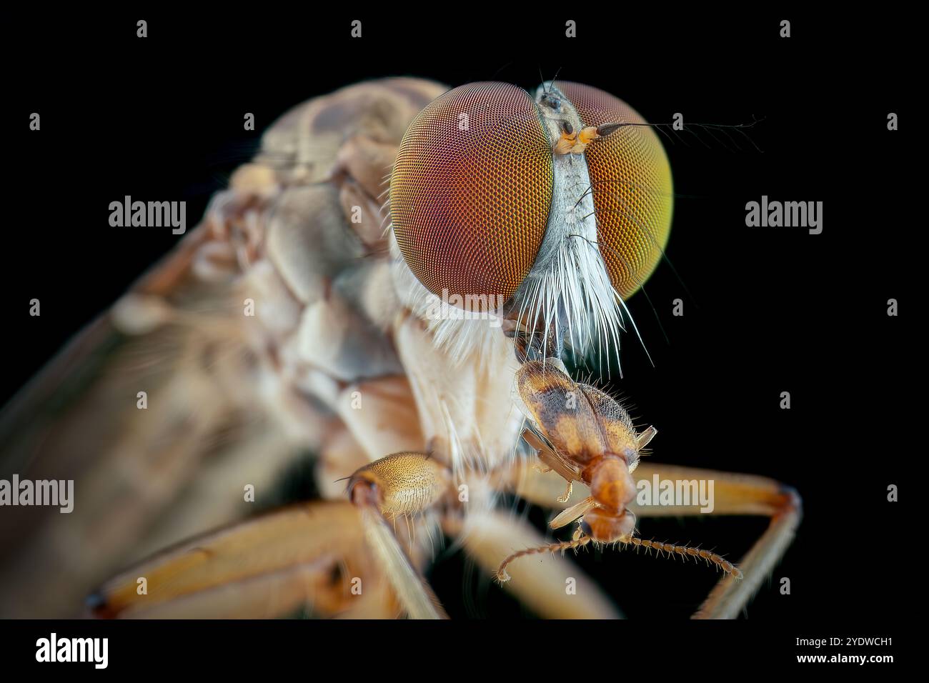 Green body mini hi-res stock photography and images - Alamy