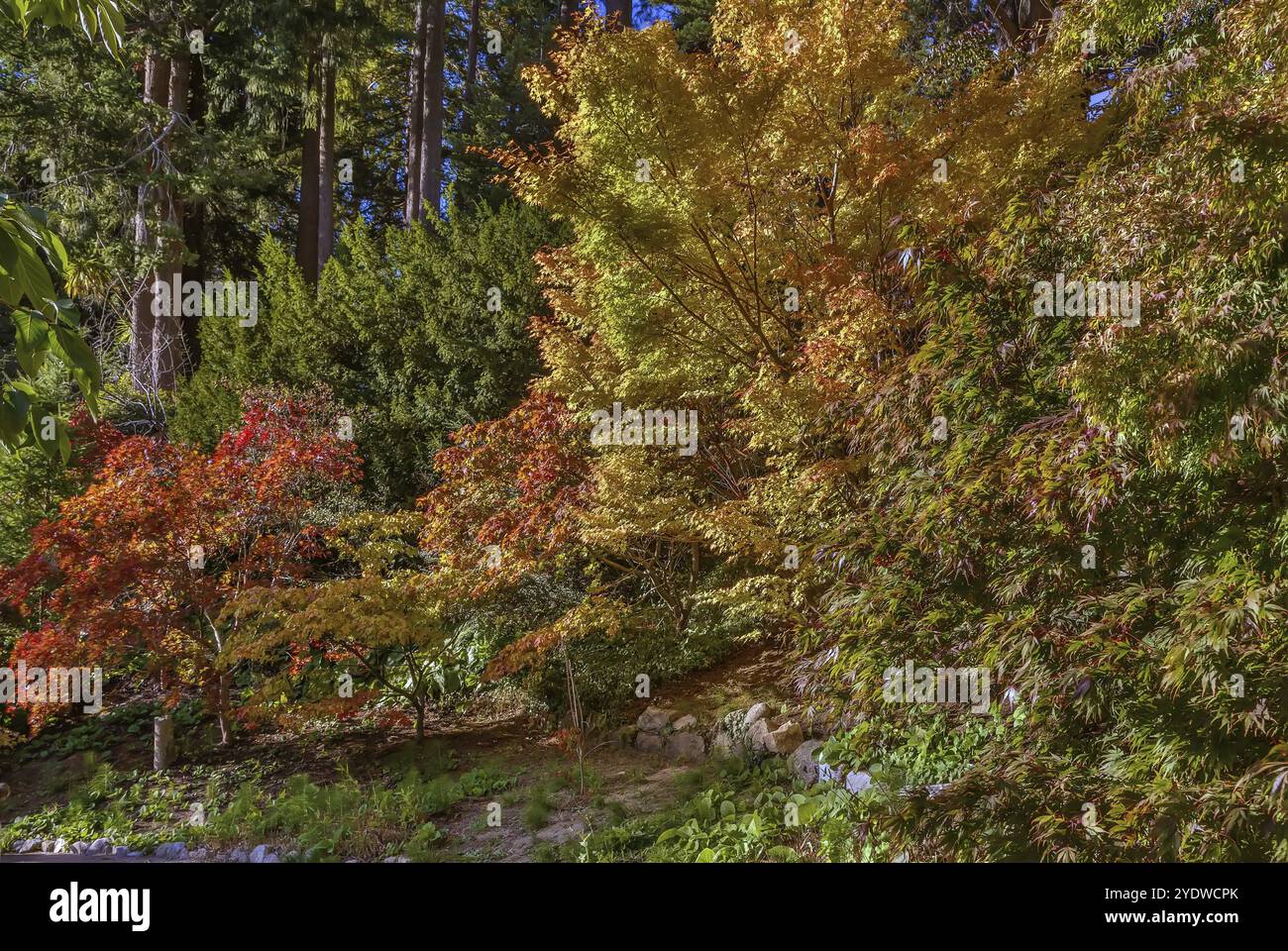 Autumn trees ireland hi-res stock photography and images - Alamy