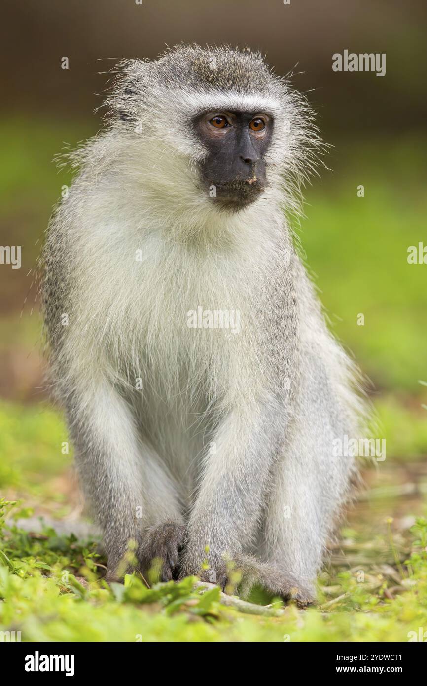 Vervet Monkey, (Chloroebus pygerythrus), vervet monkey, monkey, monkeys ...