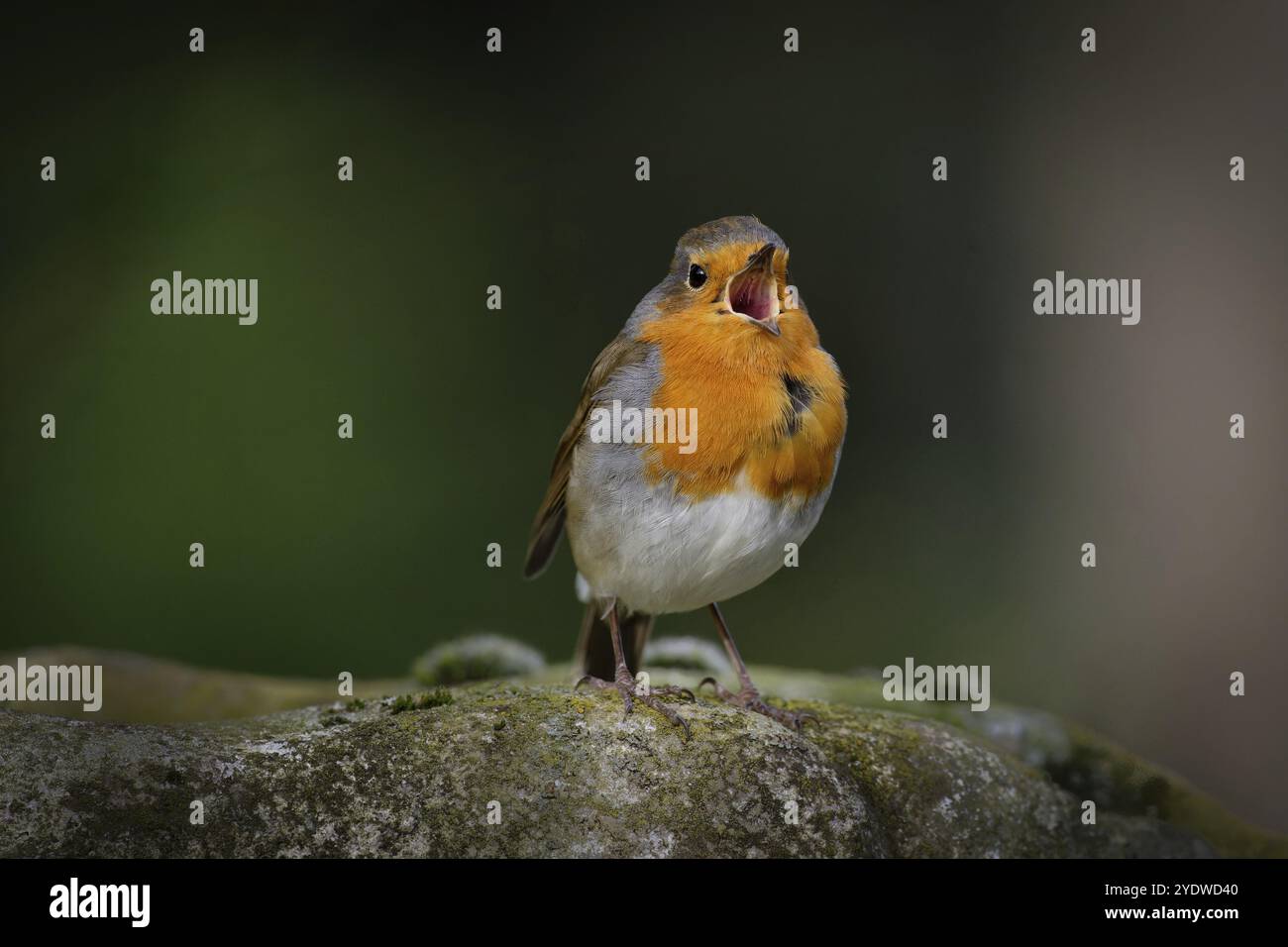 Robin with beak open hi-res stock photography and images - Alamy